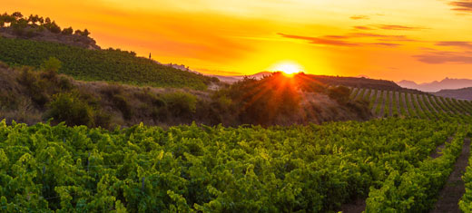 Merlot aus Spanien entdecken – Vineshop24.de