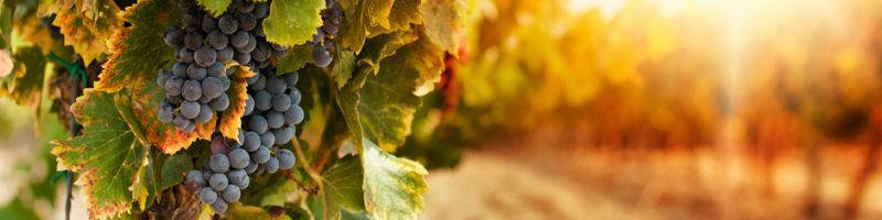 Bodegas Campillo, Rioja Alavesa – Vineshop24.de