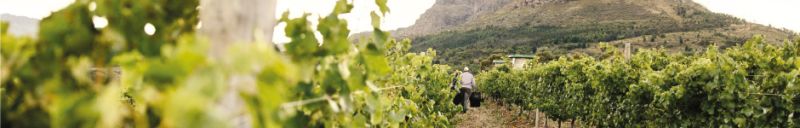 Weine von Spier Wines online kaufen – Vineshop24.de